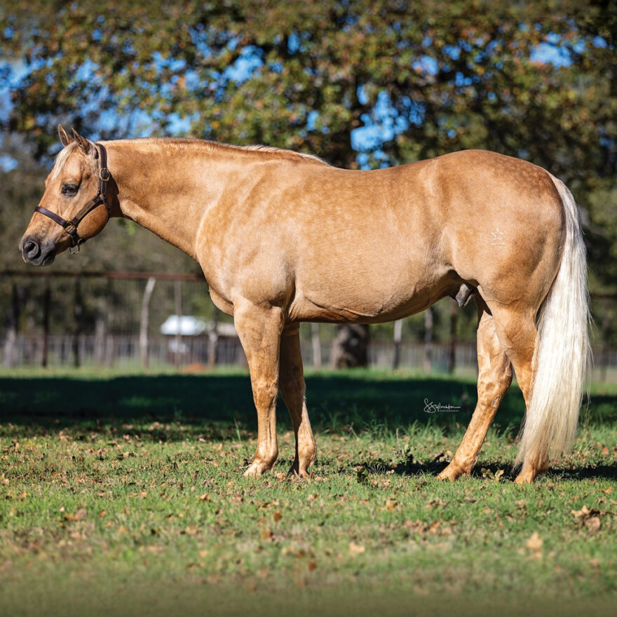 CD Diamond – Stallion Register Directory