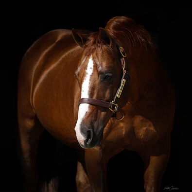 Dual Smart Rey – Stallion Register Directory