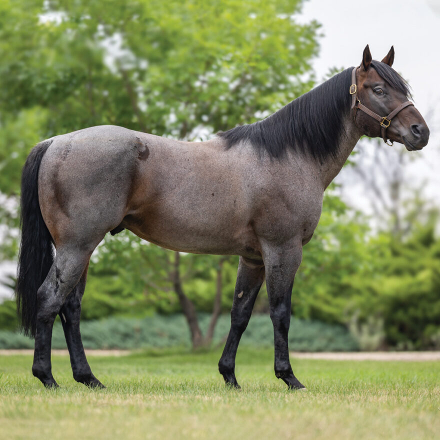 Heza Fiery Fling – Stallion Register Directory