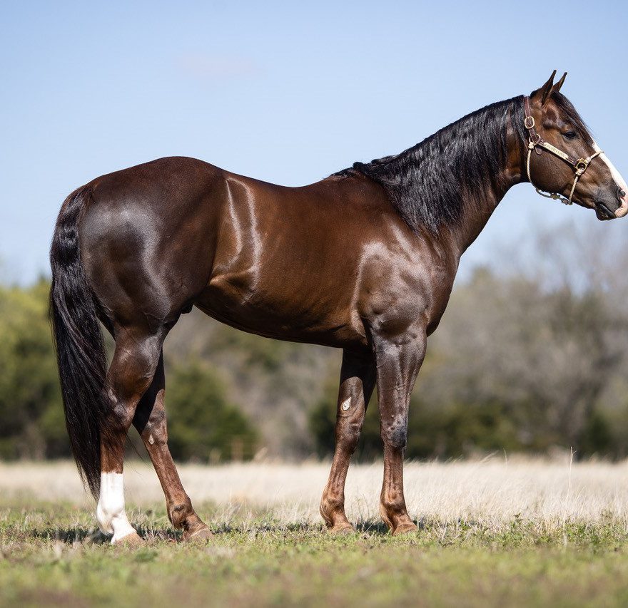 Knickers N A Knot Stallion Register Directory Knickers N A Knot Stallion Register Directory