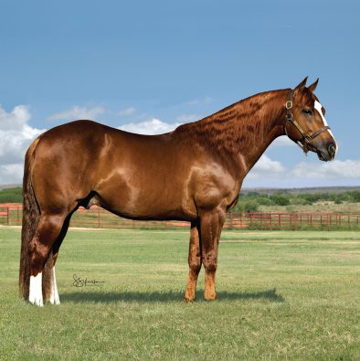 Stallion Register Directory