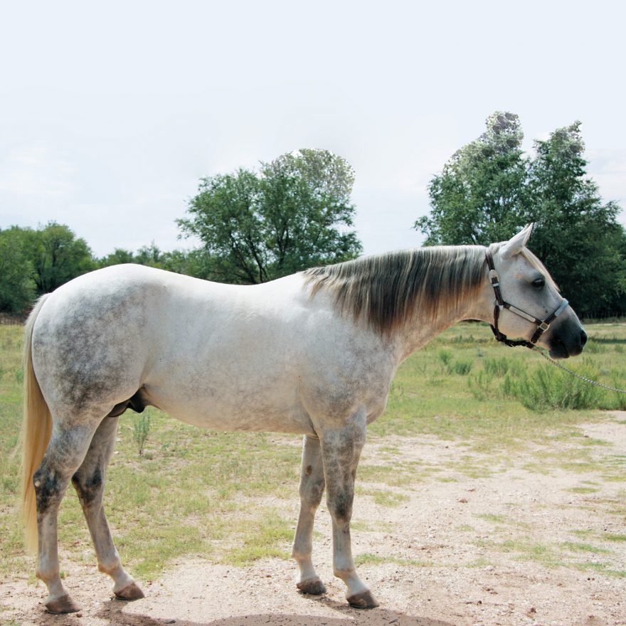 Performance Stallions – Page 5 – Stallion Register Directory