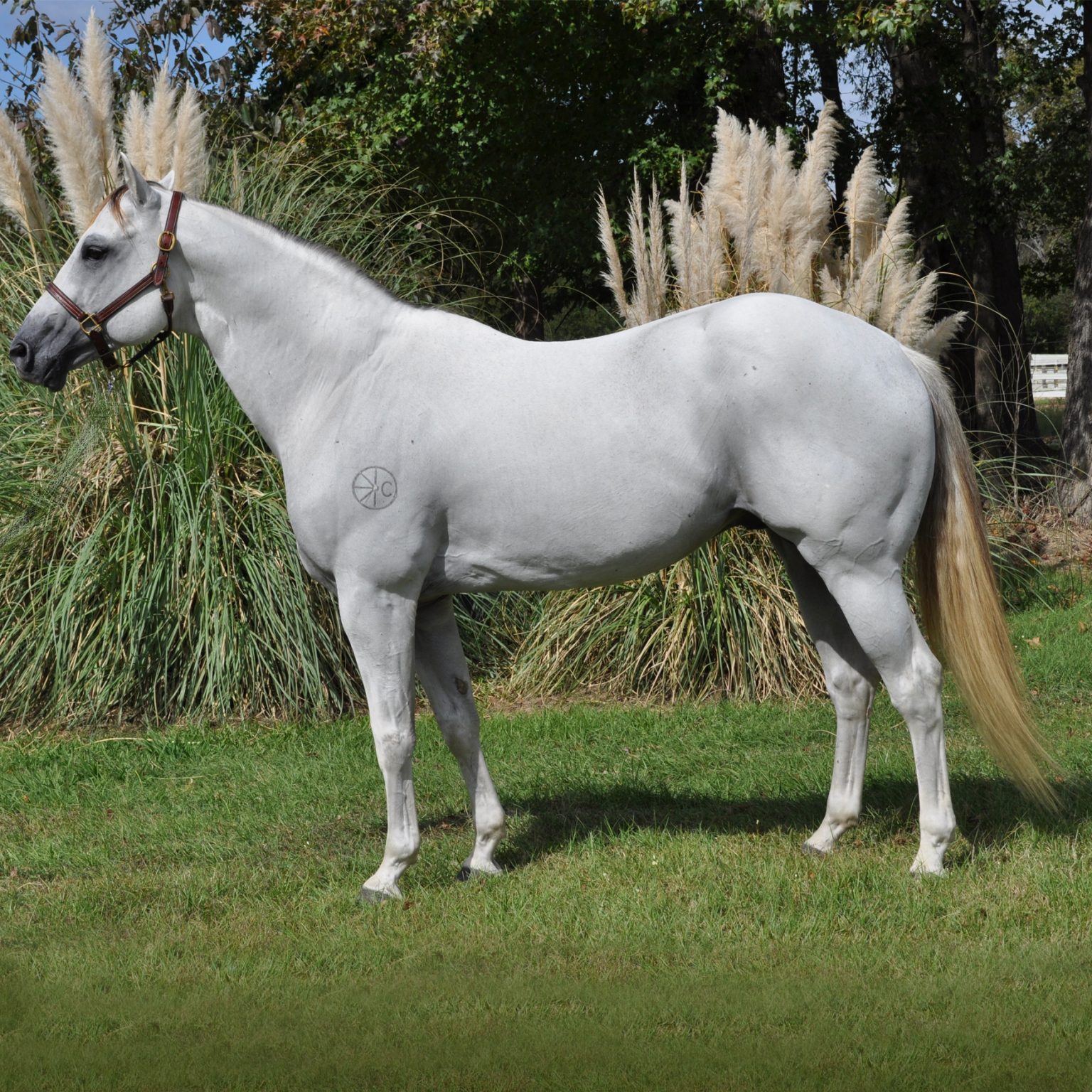 Strait Dallas Fuel – Stallion Register Directory