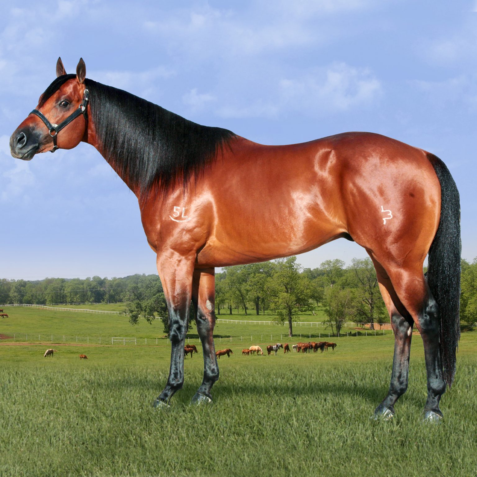 Barrel Stallions – Page 4 – Stallion Register Directory