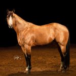 Barrel Stallions – Page 2 – Stallion Register Directory