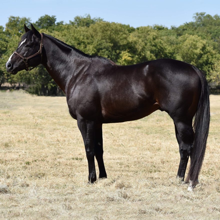 Jets Smashin Cash – Stallion Register Directory