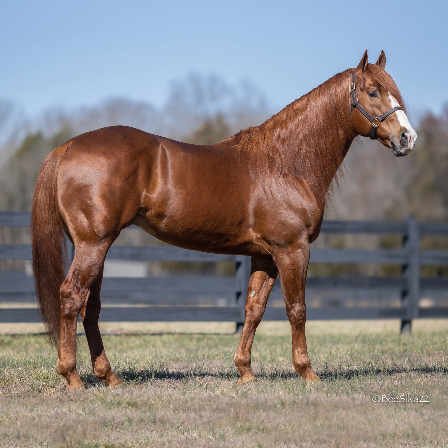 Barrel Stallions – Stallion Register Directory