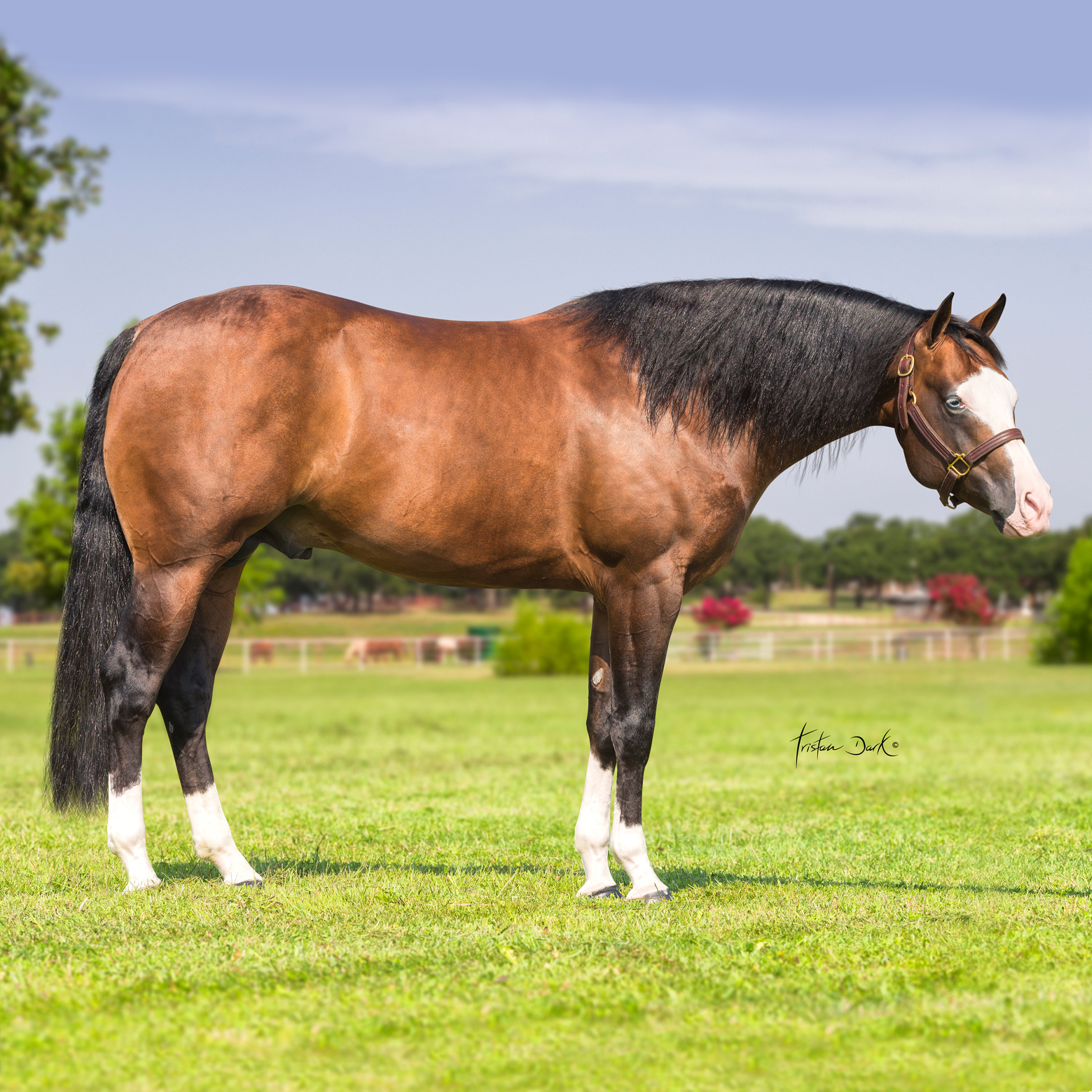 Maytheforcebewhizyou – Stallion Register Directory
