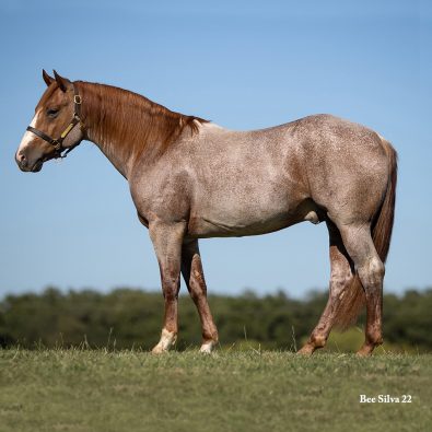 Bet Hesa Shiner – Stallion Register Directory