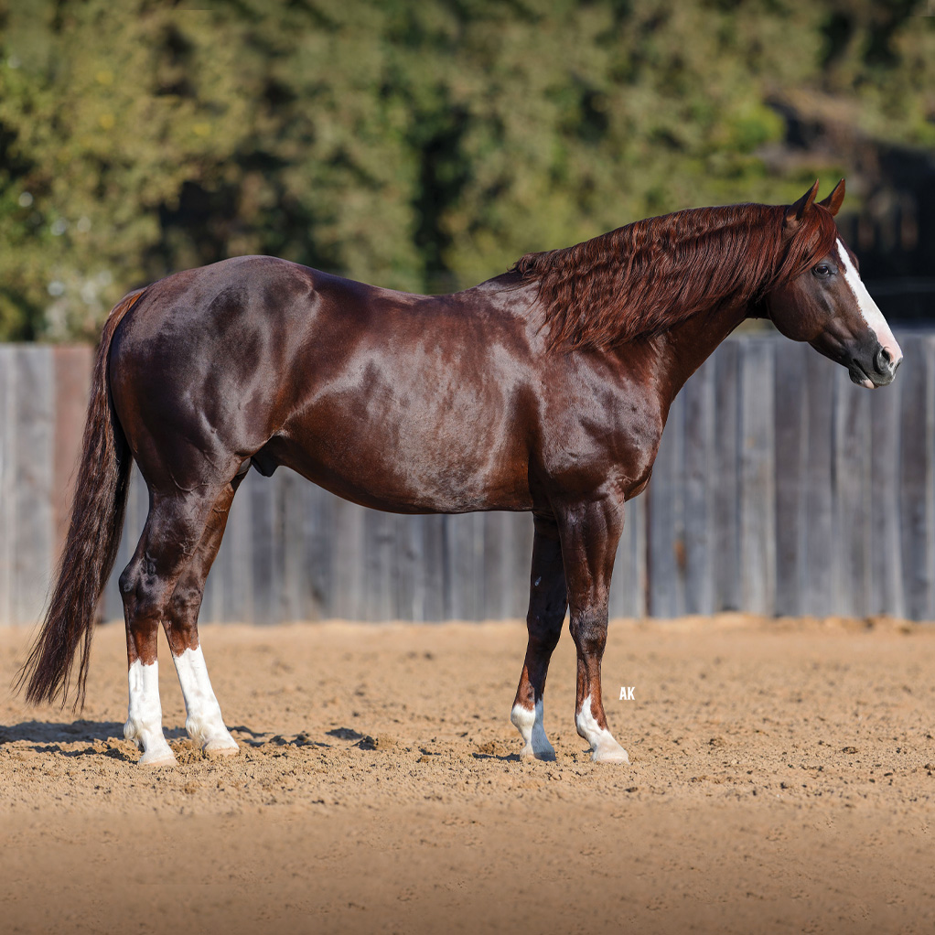 Roo To Do – Stallion Register Directory