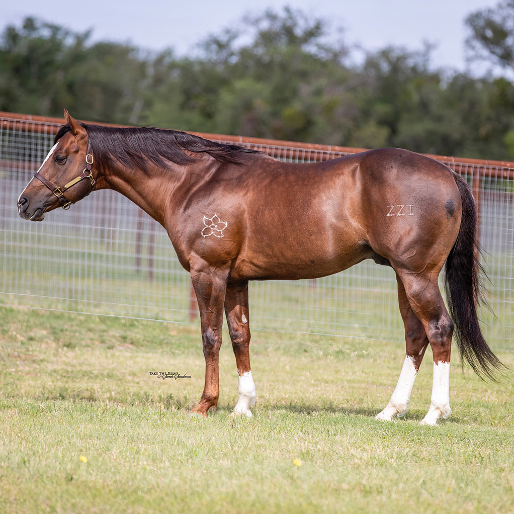 Barrel Stallions – Stallion Register Directory