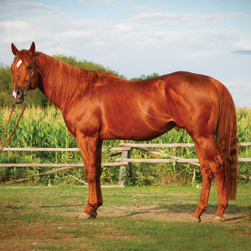 Barrel Stallions – Page 2 – Stallion Register Directory