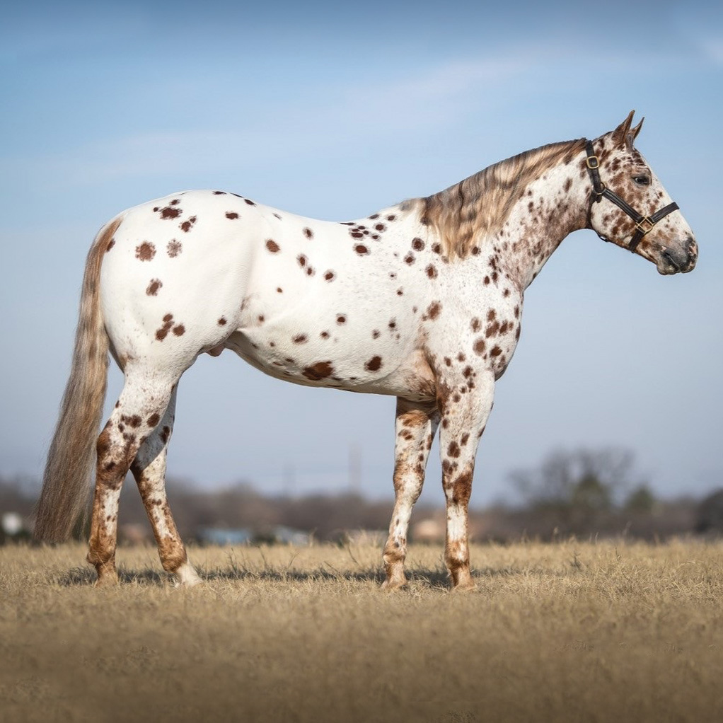 High On Peyote – Stallion Register Directory