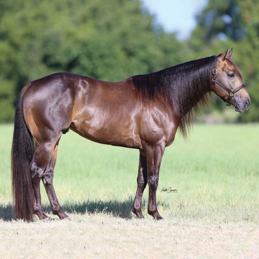 Barrel Stallions – Page 2 – Stallion Register Directory