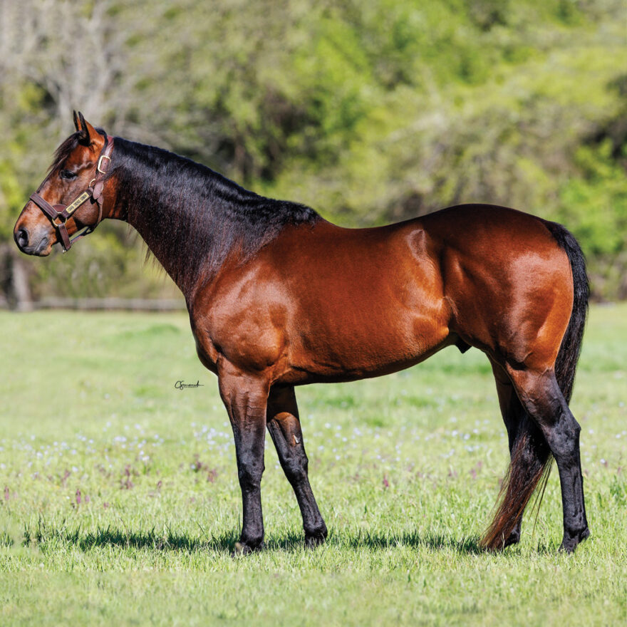 Good Things Comin – Stallion Register Directory