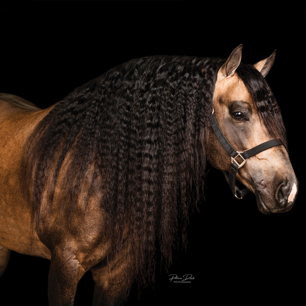 Smart Cowboy Whiz – Stallion Register Directory