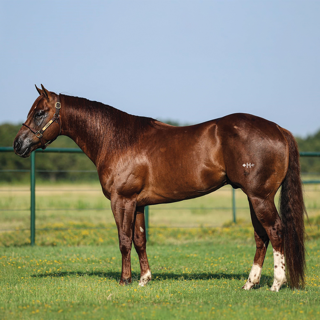 Barrel Stallions – Stallion Register Directory