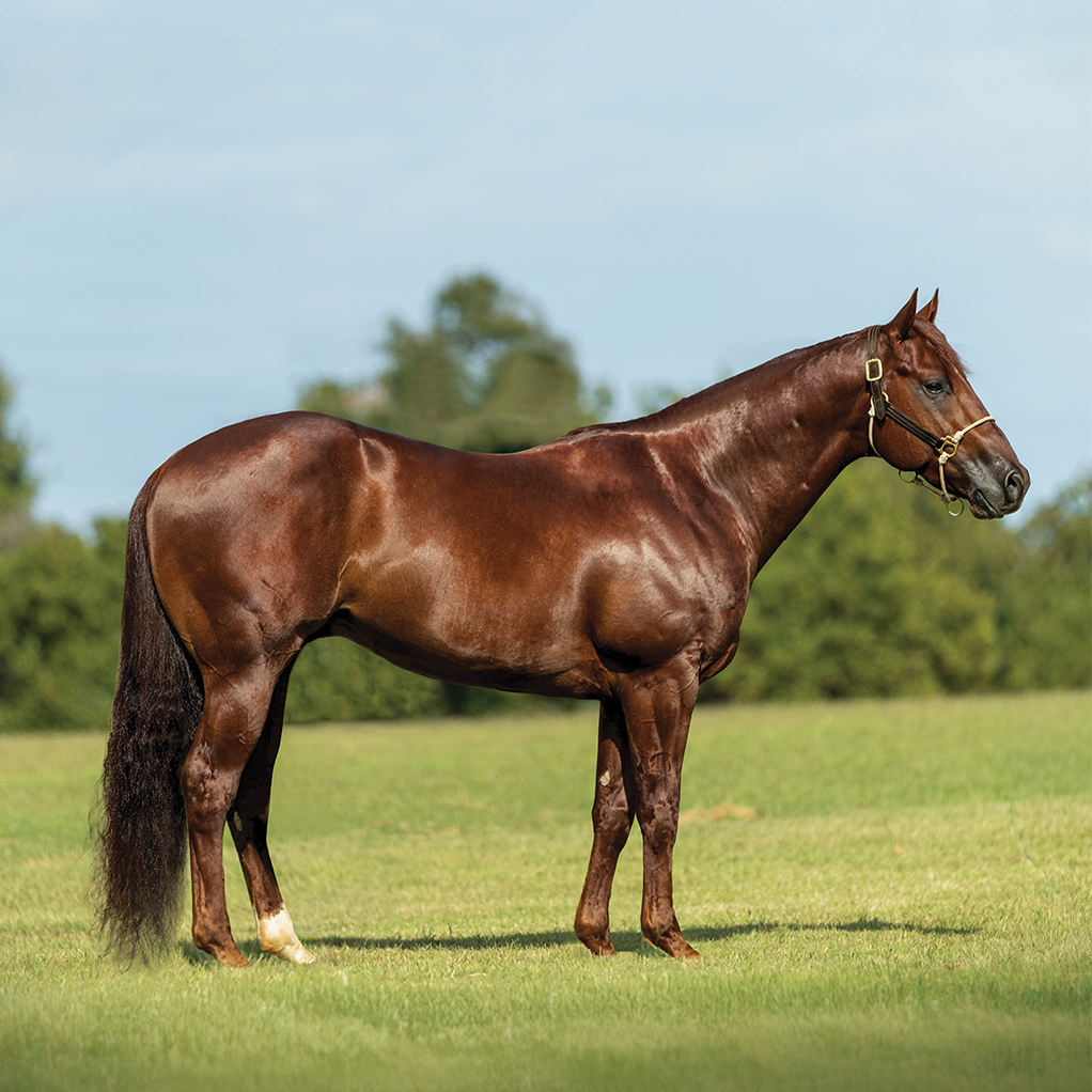Barrel Stallions – Stallion Register Directory