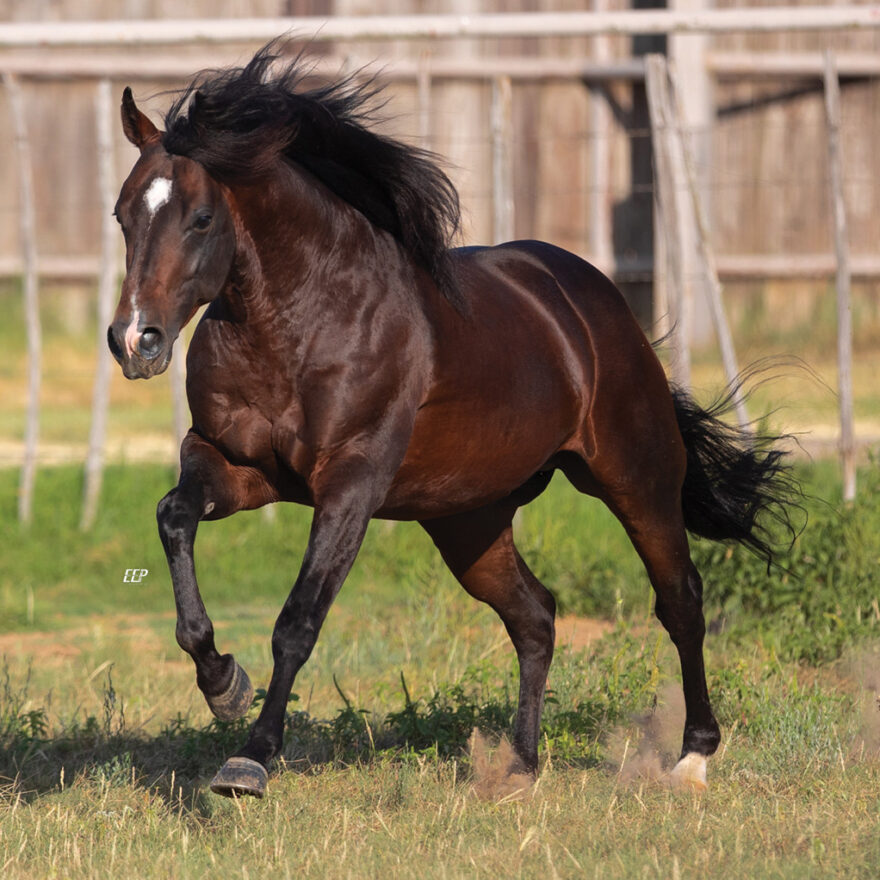 HiCaliber Cat – Stallion Register Directory