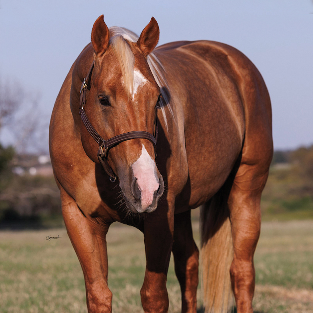 Barrel Stallions – Stallion Register Directory